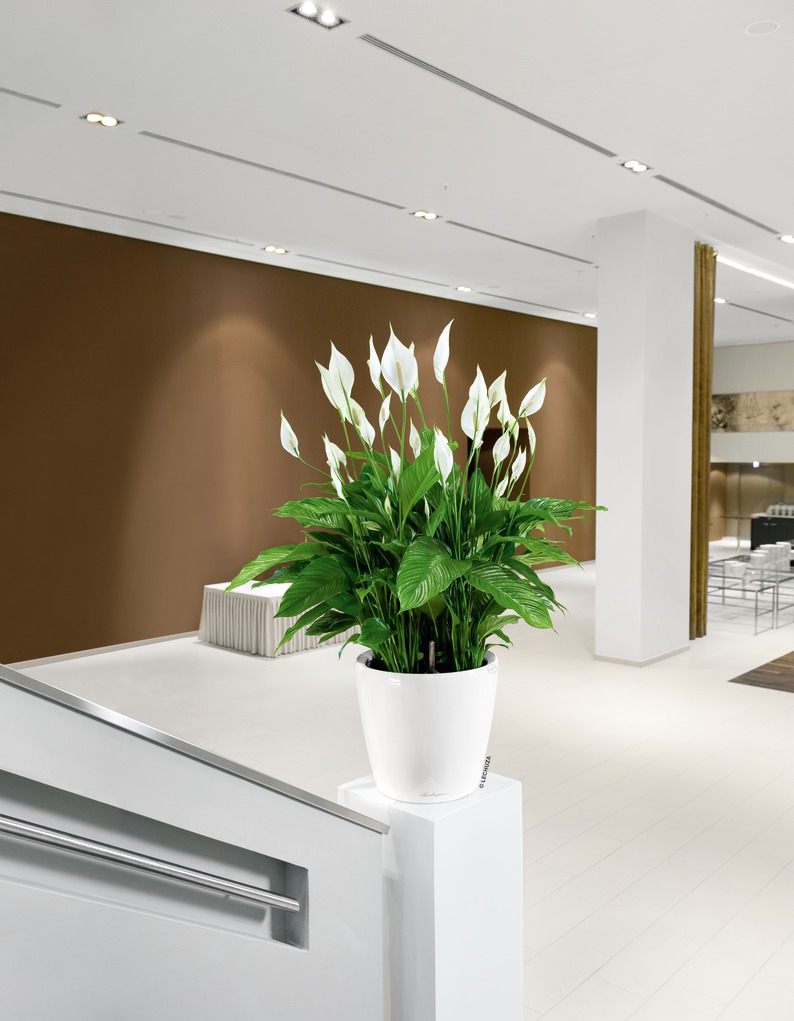 Květináč Lechuza Classico 28 (26cm) – Obchodiště.cz