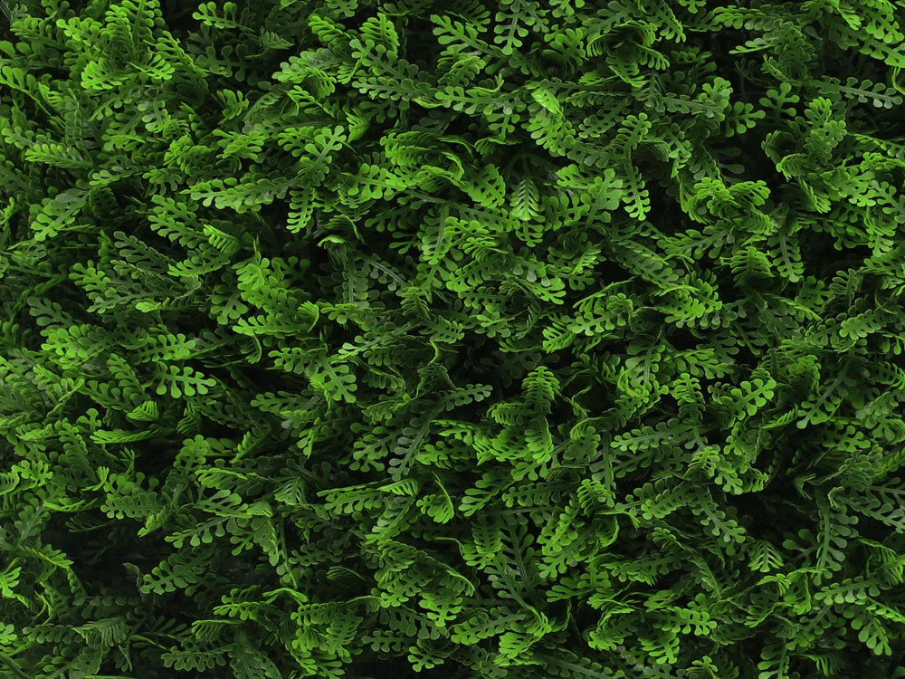 Panel umělý Asplenium Viride Dark (50x50cm) – Obchodiště.cz