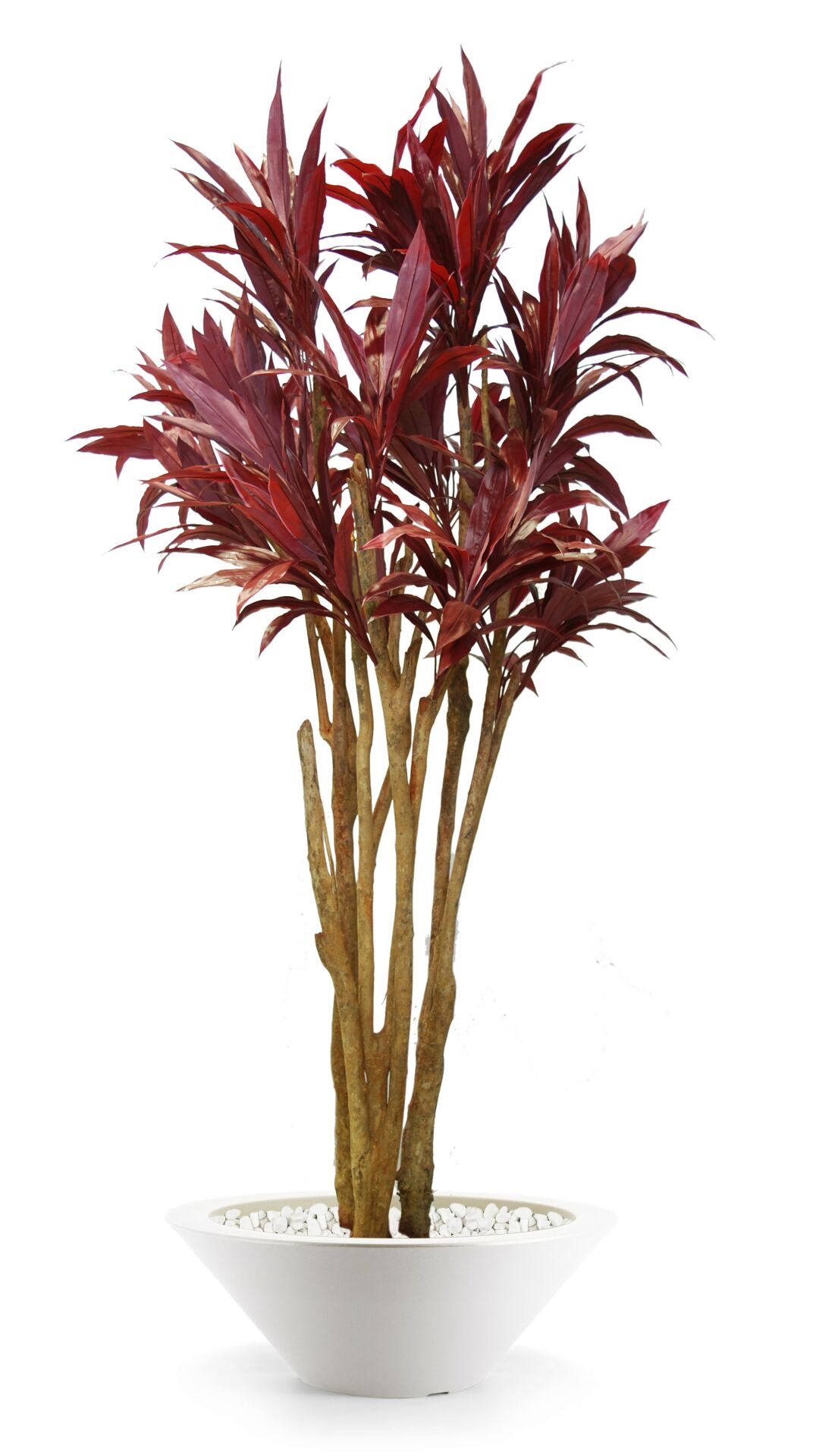 Umělý strom Cordyline Florida (240cm) - burgundy – Obchodiště.cz