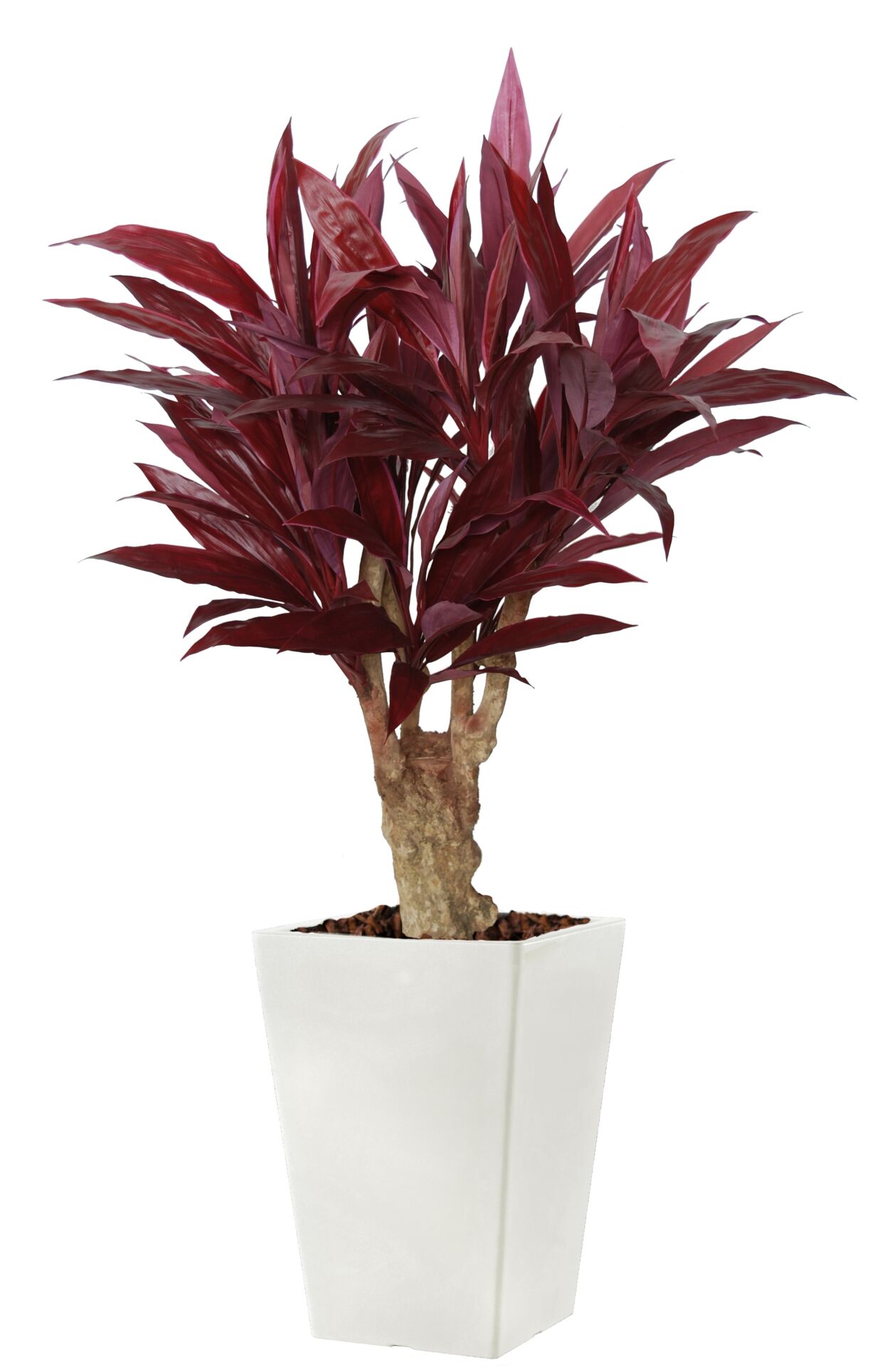 Umělý strom Cordyline Crown Mini (140cm) – Obchodiště.cz